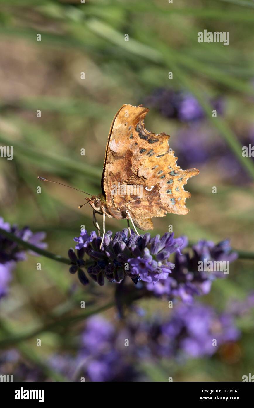 Comma Butterfly Side View on Lavender Stock Photo - Alamy