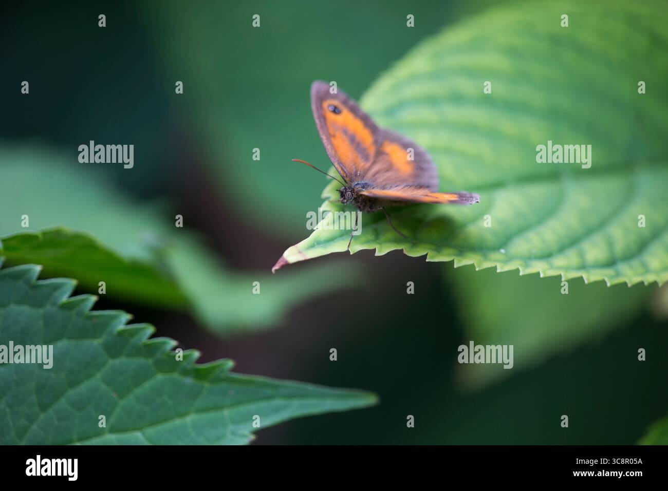 Male gatekeeper butterfly on hi-res stock photography and images - Alamy