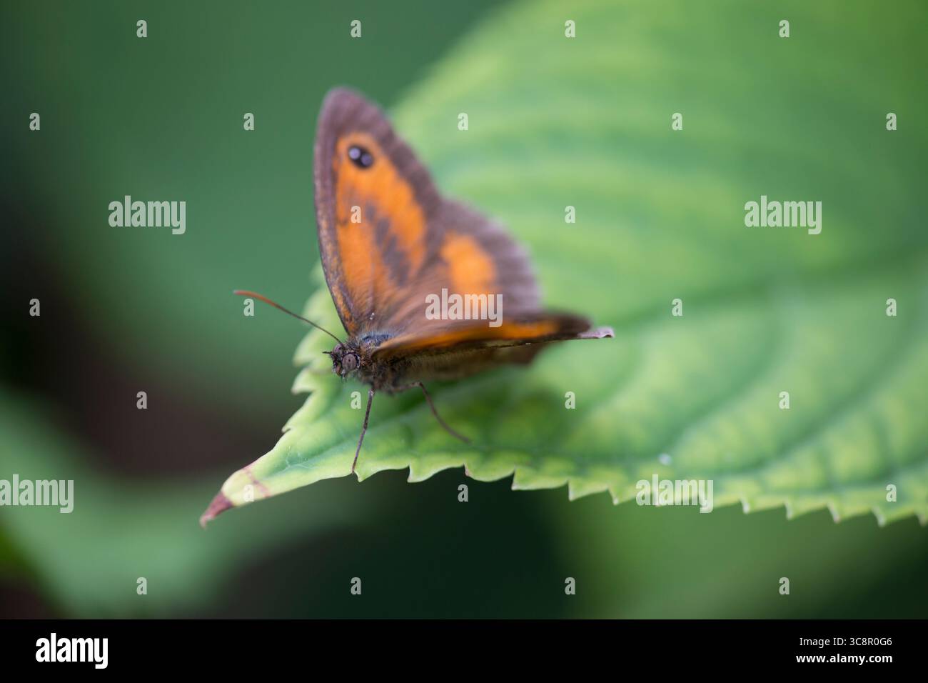 Wimgs open hi-res stock photography and images - Alamy