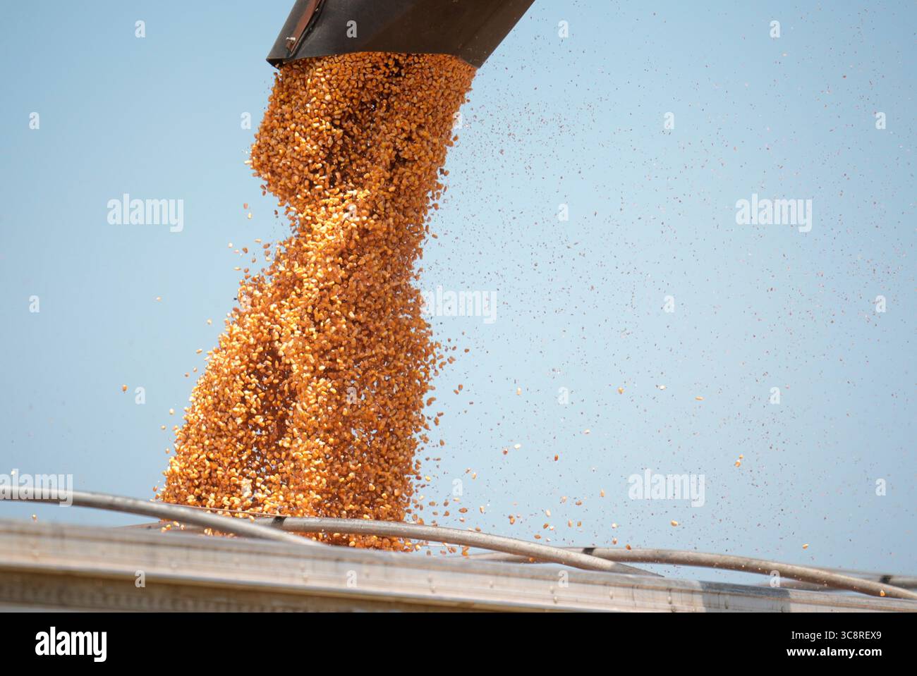 A farmer harvests feed corn in temperatures over 100 degree heat, (37 C ...