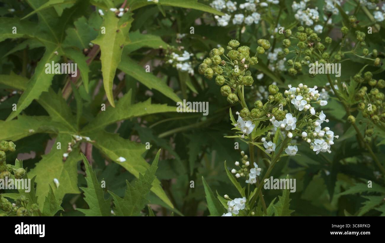 Delicate plant stem features hi-res stock photography and images - Alamy