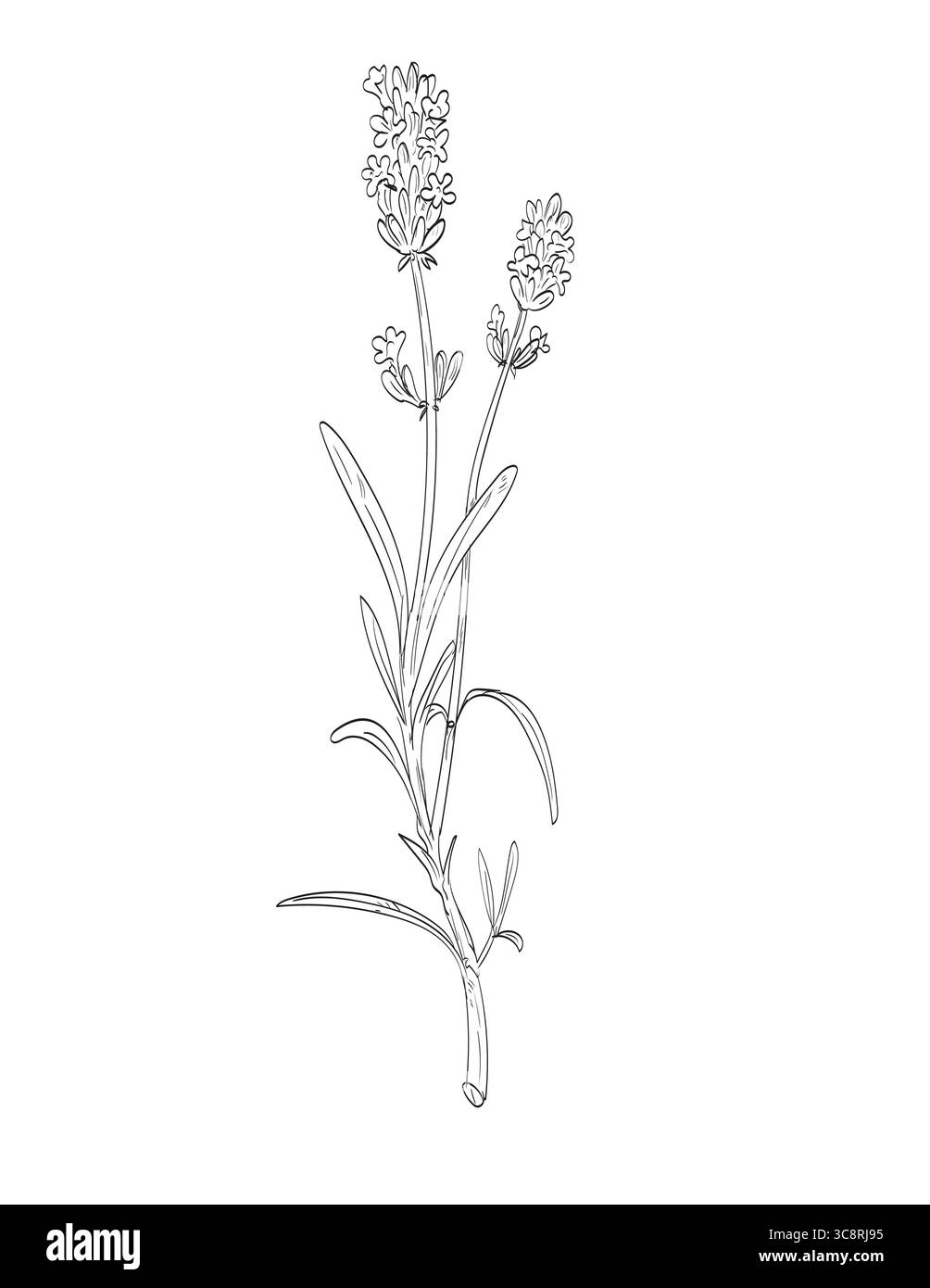 Perennial herbaceous plant of the family lamiaceae Stock Vector Images ...
