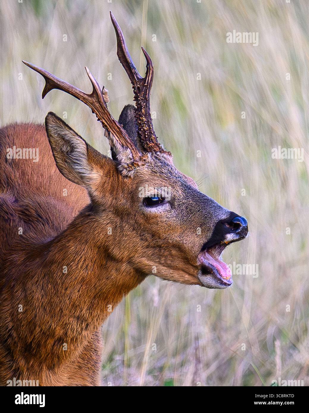 Roe deer deer roe buck mammal wild hi-res stock photography and images ...