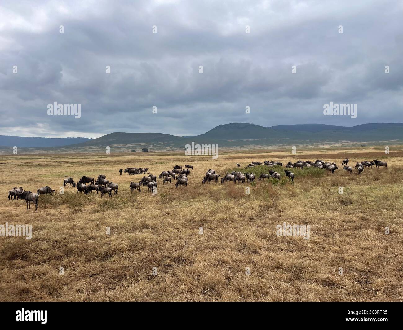 A breathtaking view of a herd of wildebeest (gnu) during their great ...