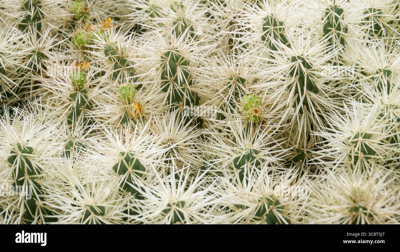 Close-up of a densely spined cactus with sharp white thorns and green ...