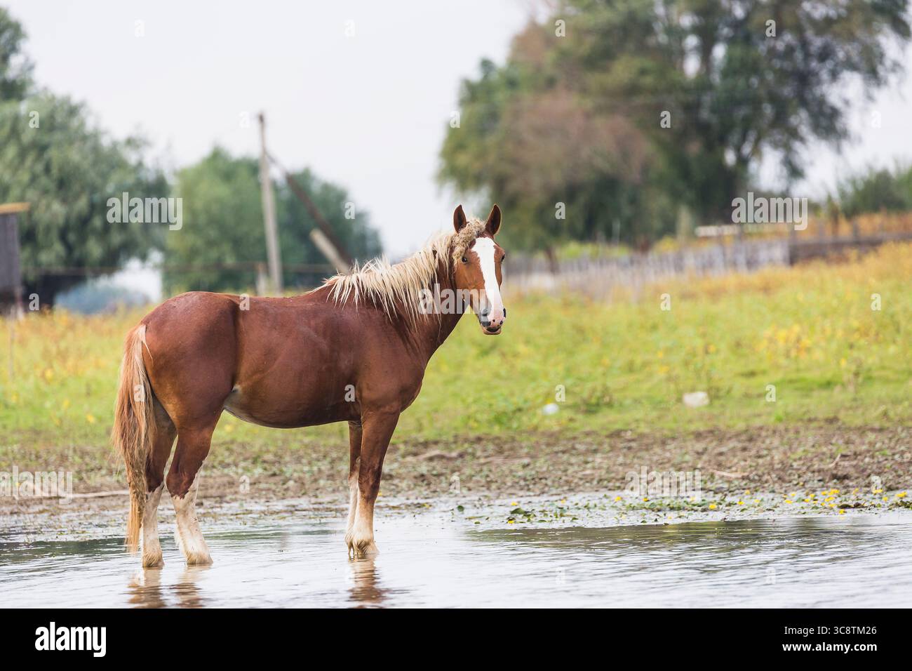 Lonely brown horse standing hi-res stock photography and images - Alamy