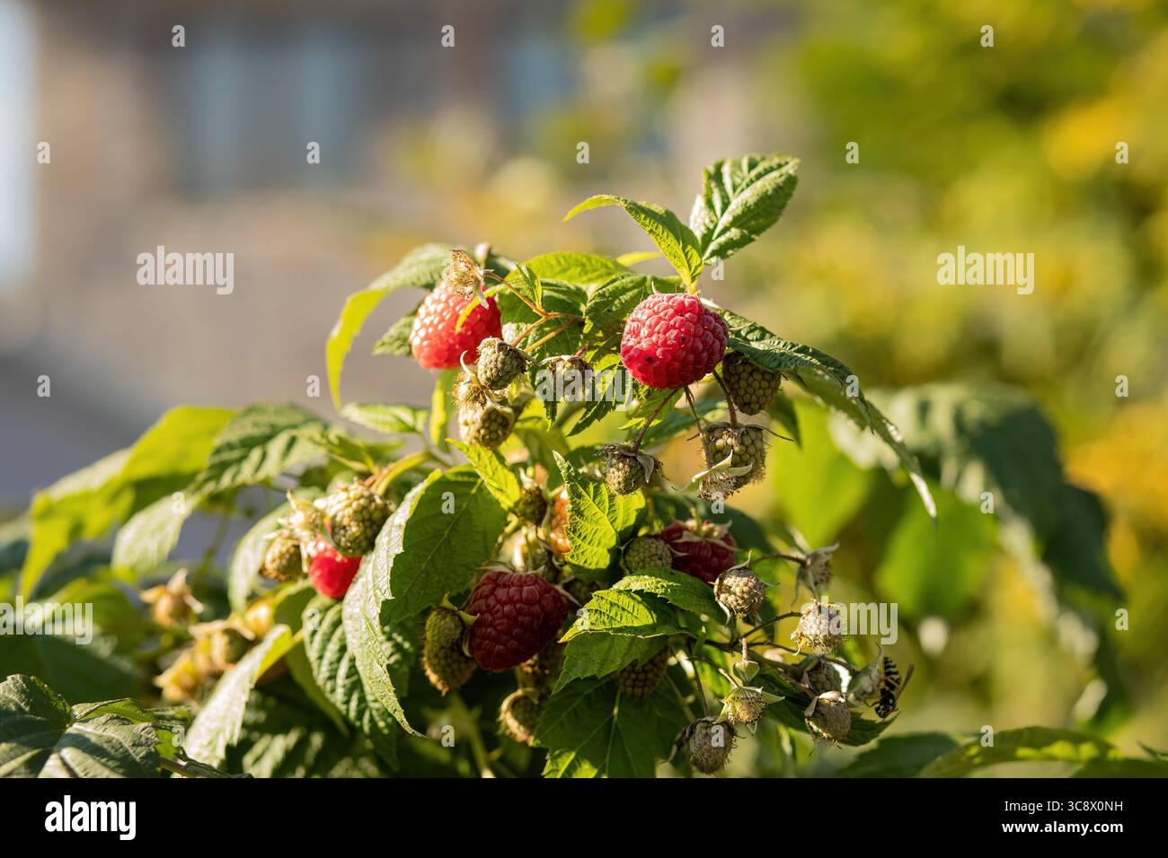 Raspberry berries growing on a branch.Summer season Stock Photo - Alamy