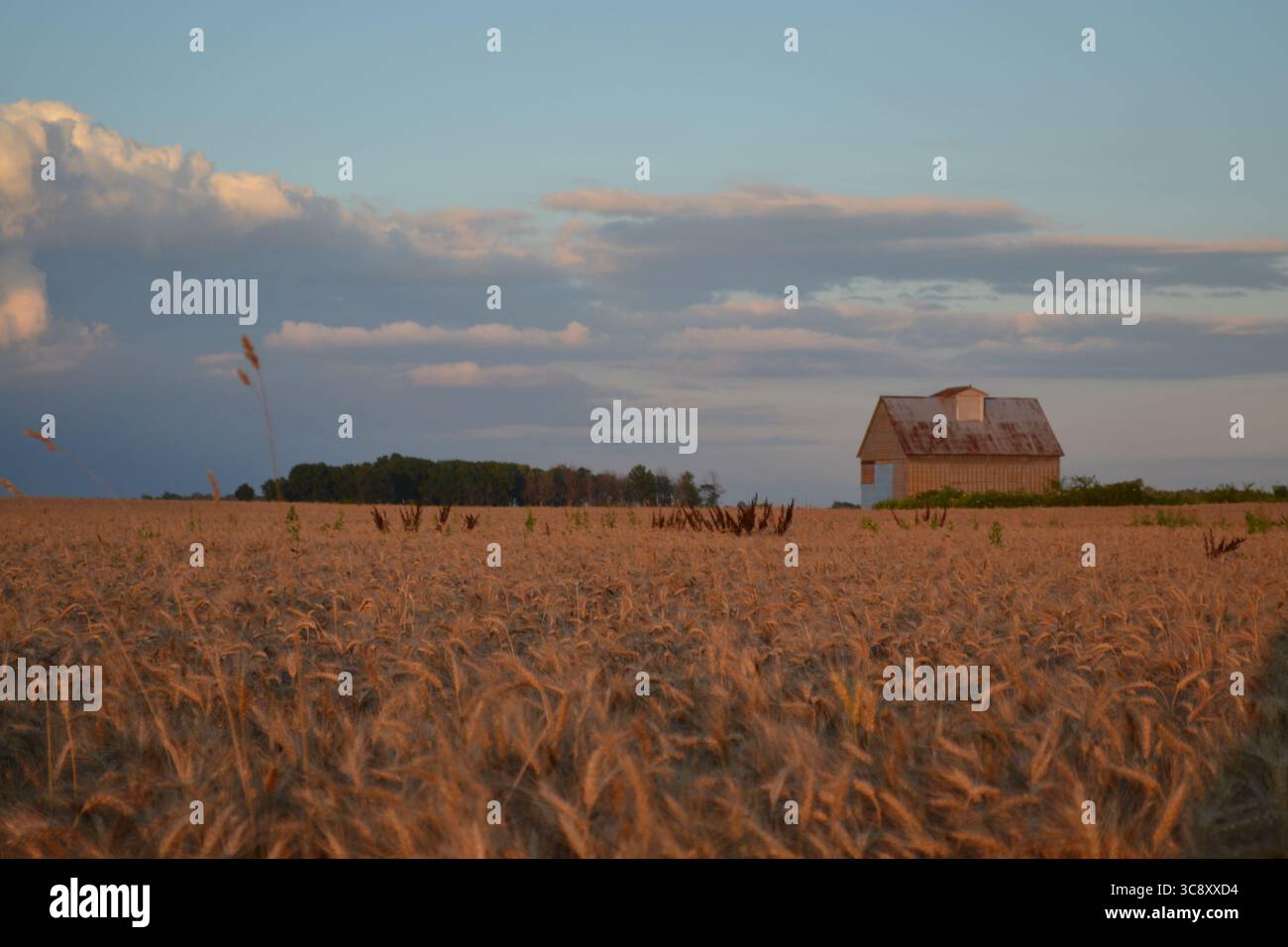 Wheat scenery hi-res stock photography and images - Alamy