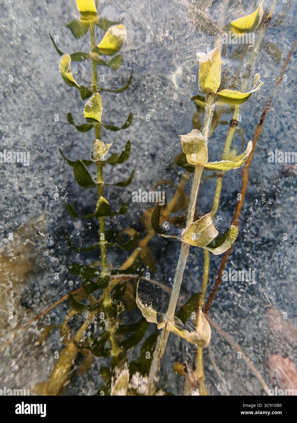 Algae frozen in ice of Lake Baikal with abstract cracks Stock Photo - Alamy