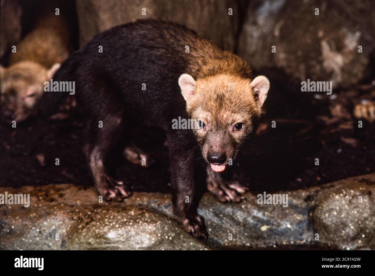 Zoo animal stock pics hi-res stock photography and images - Alamy