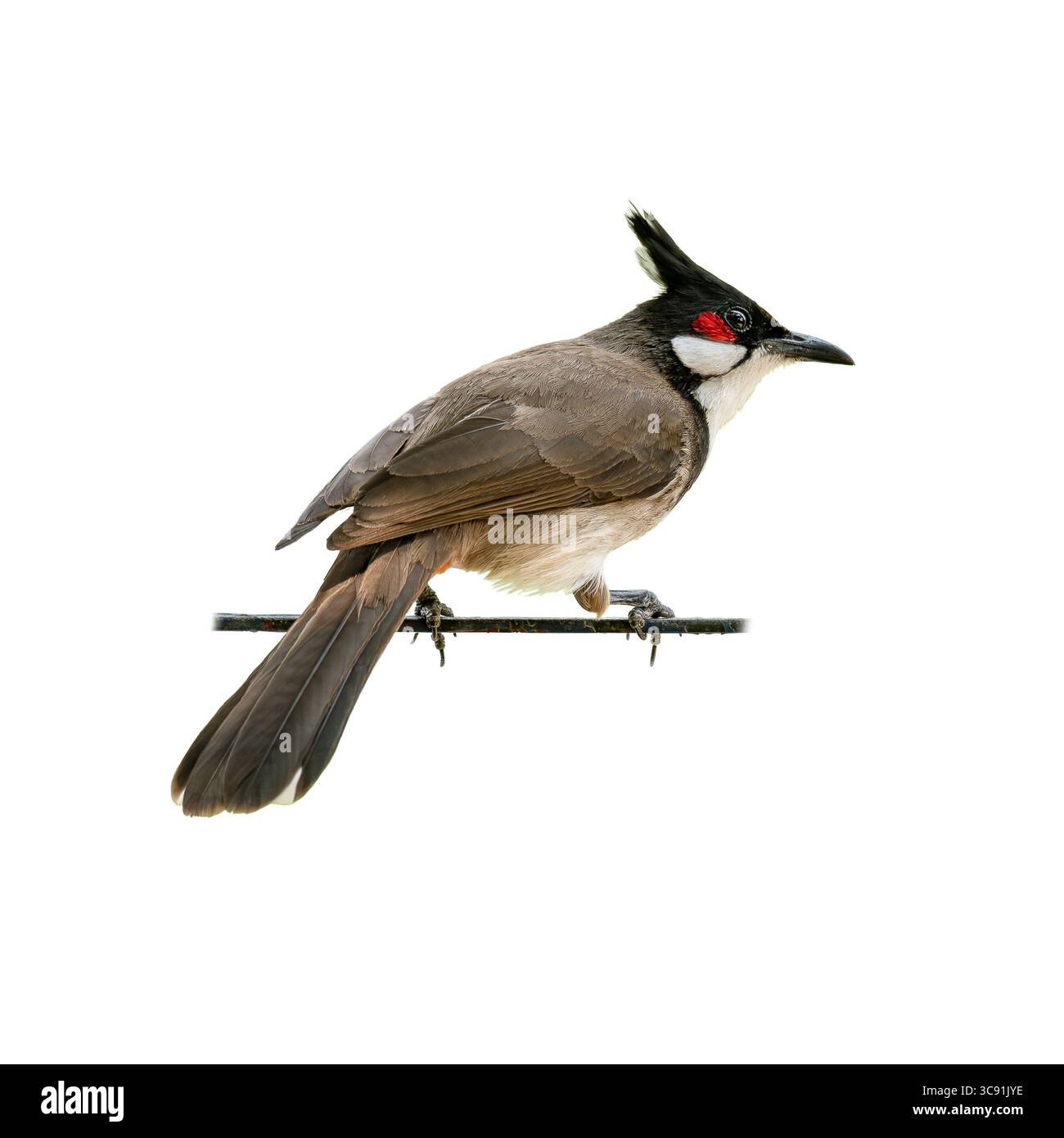 This Red-whiskered Bulbul rests on a metal bar, displaying its iconic ...