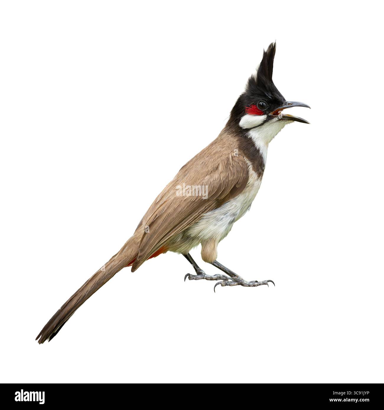 Upright image Cut Out Stock Images & Pictures - Alamy