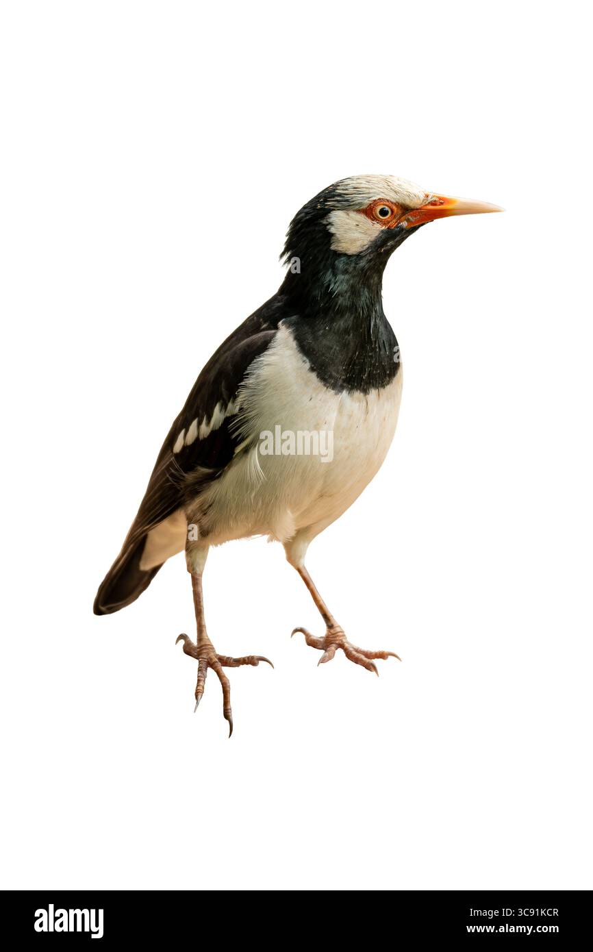 Orange starling Cut Out Stock Images & Pictures - Alamy