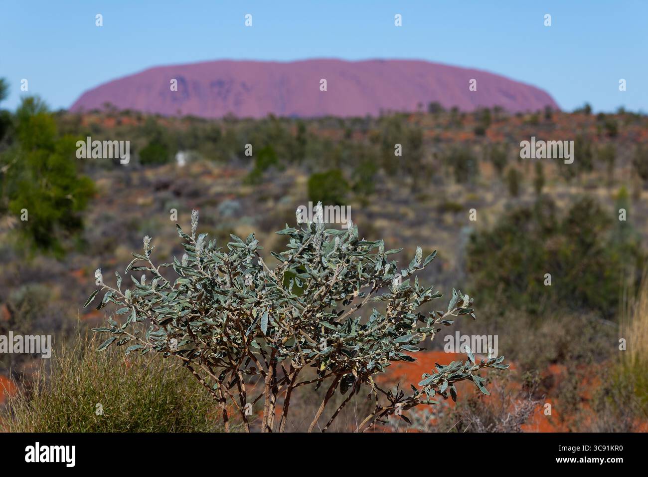 plant life at Uluru. In Kata Tjuṯa National Park in the Northern ...