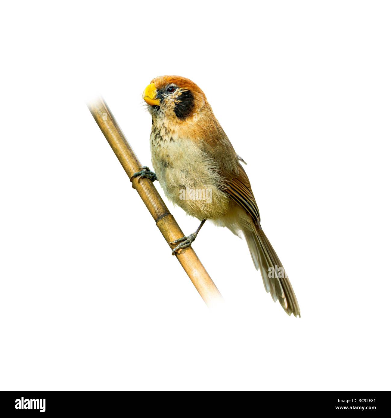 Close up small bird perched Cut Out Stock Images & Pictures - Alamy