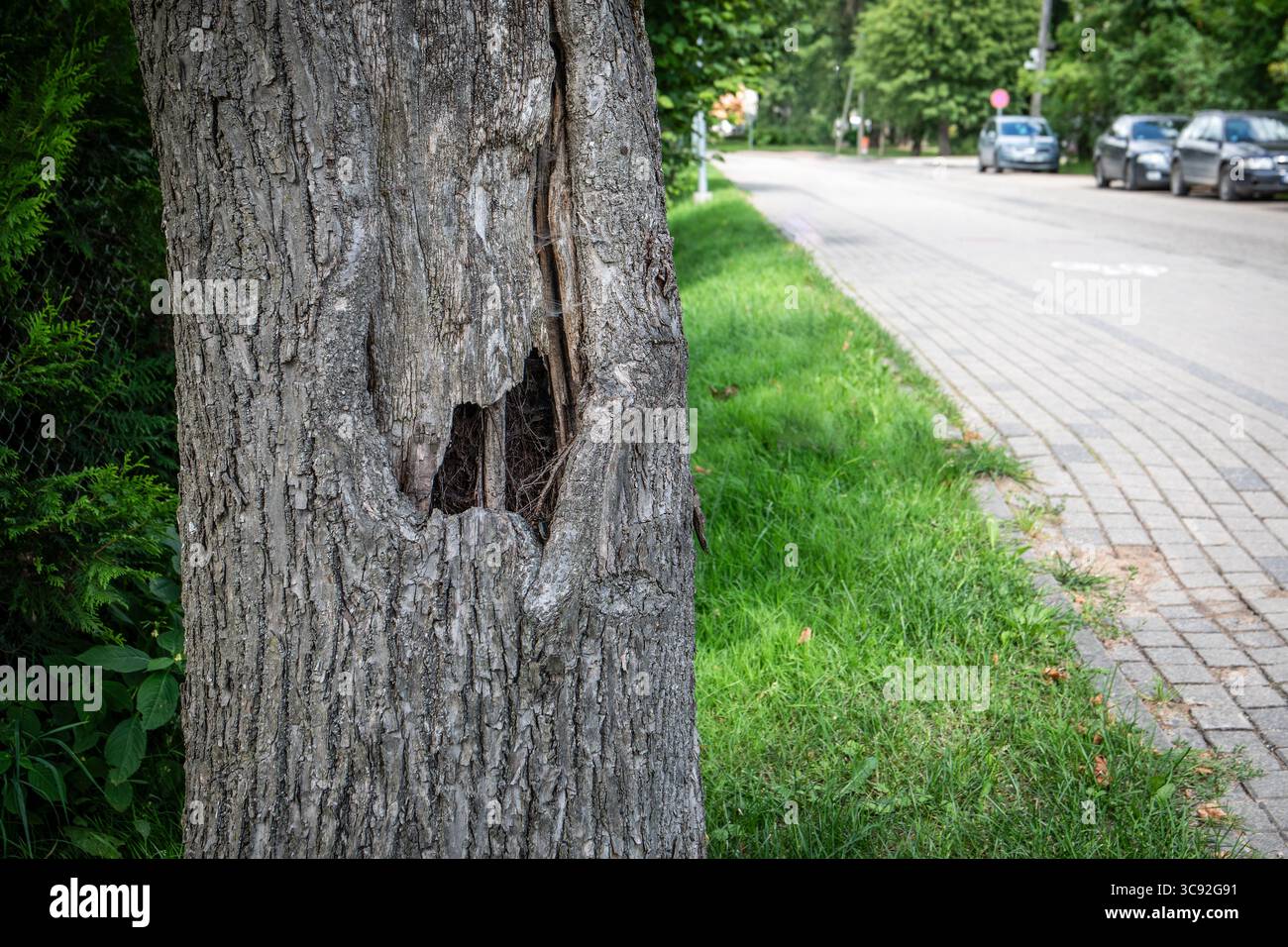 Damaged Tree Trunk with Hollow near City Sidewalk Stock Photo - Alamy