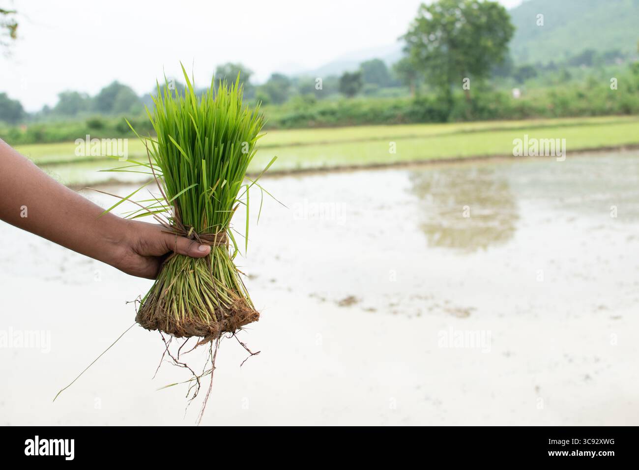 Ready for paddy nursery hi-res stock photography and images - Alamy