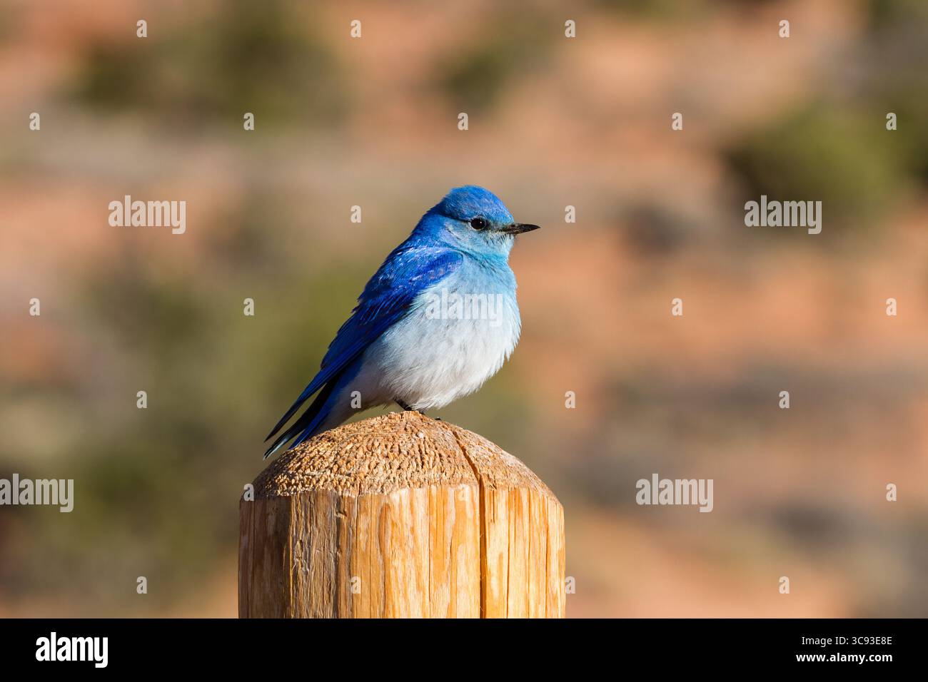 Migrates to mexico hi-res stock photography and images - Alamy