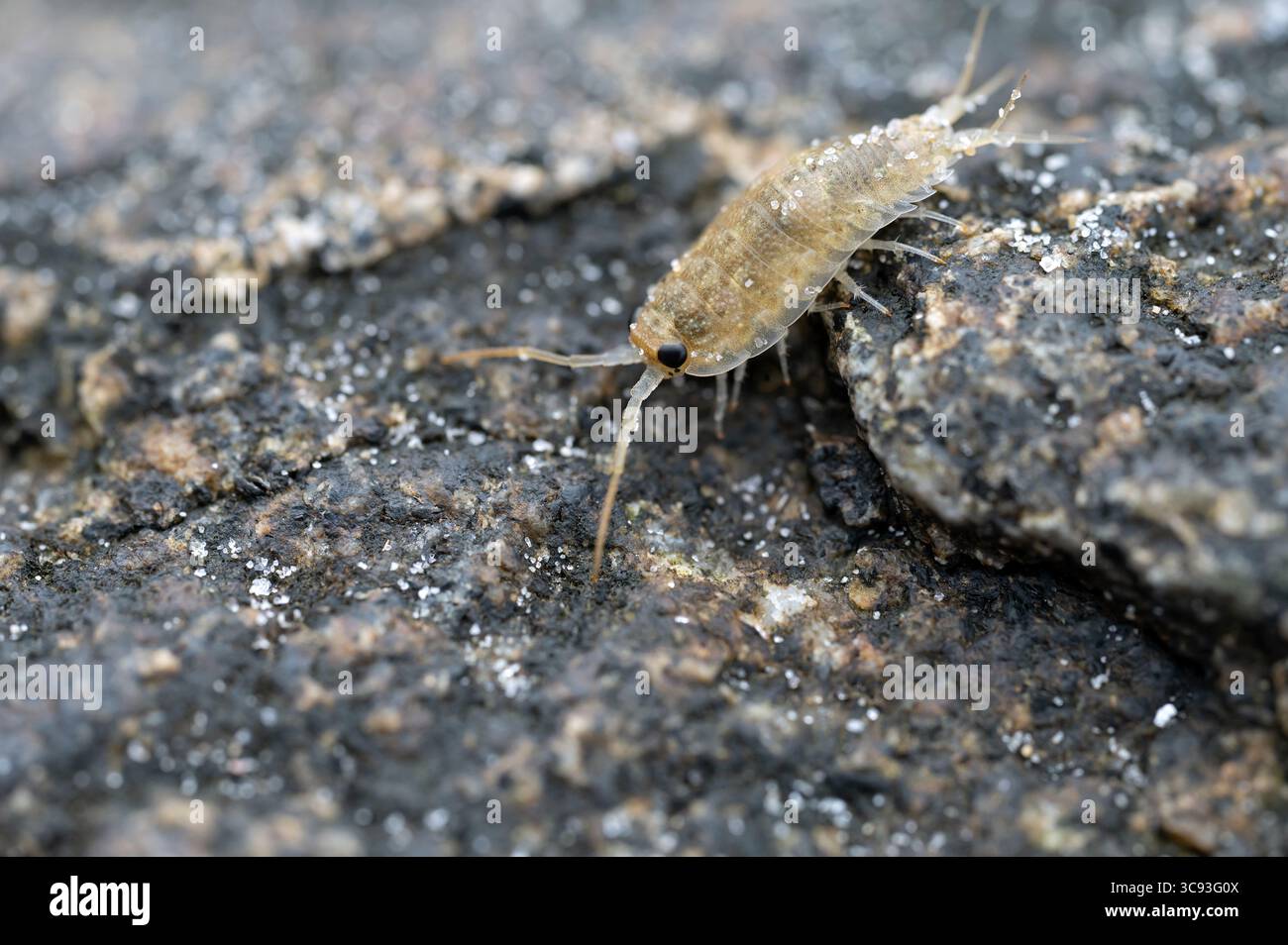 Common sea slater hi-res stock photography and images - Alamy