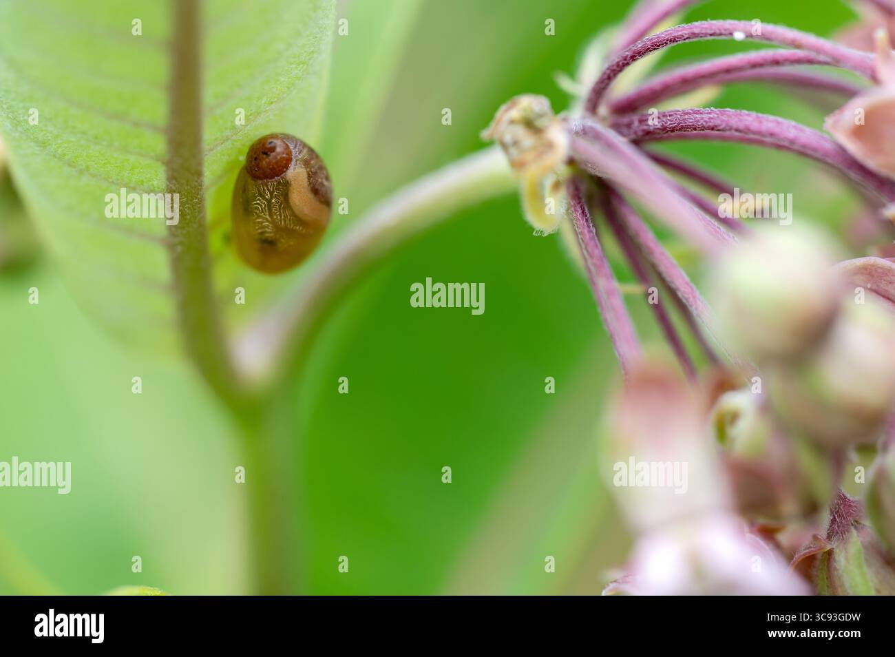 Snail usa gastropod hi-res stock photography and images - Alamy