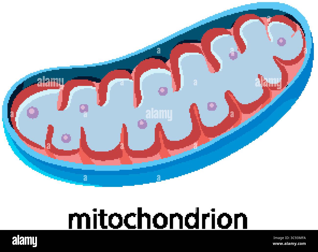 Components of eukaryotic cell Stock Vector Images - Alamy