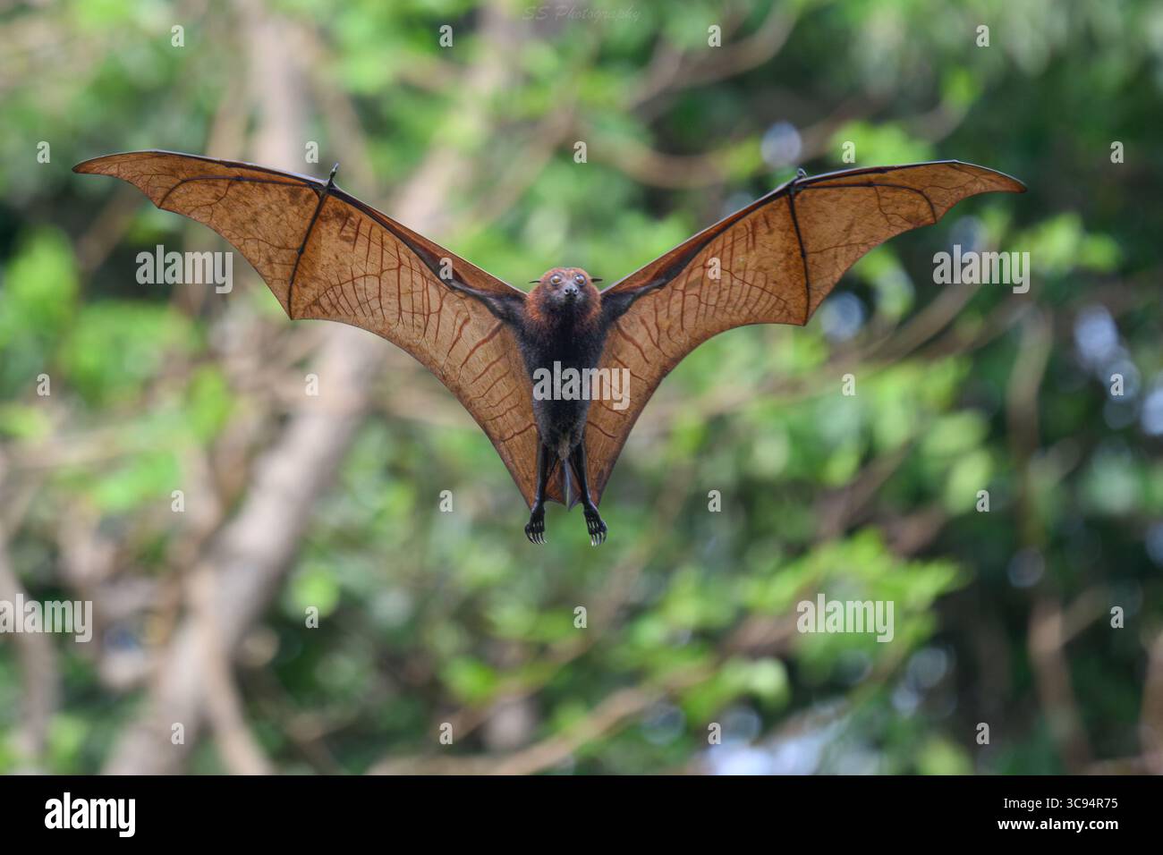 Fruit Bat (Pteropus vampyrus) in flight over Coron, Palawan ...