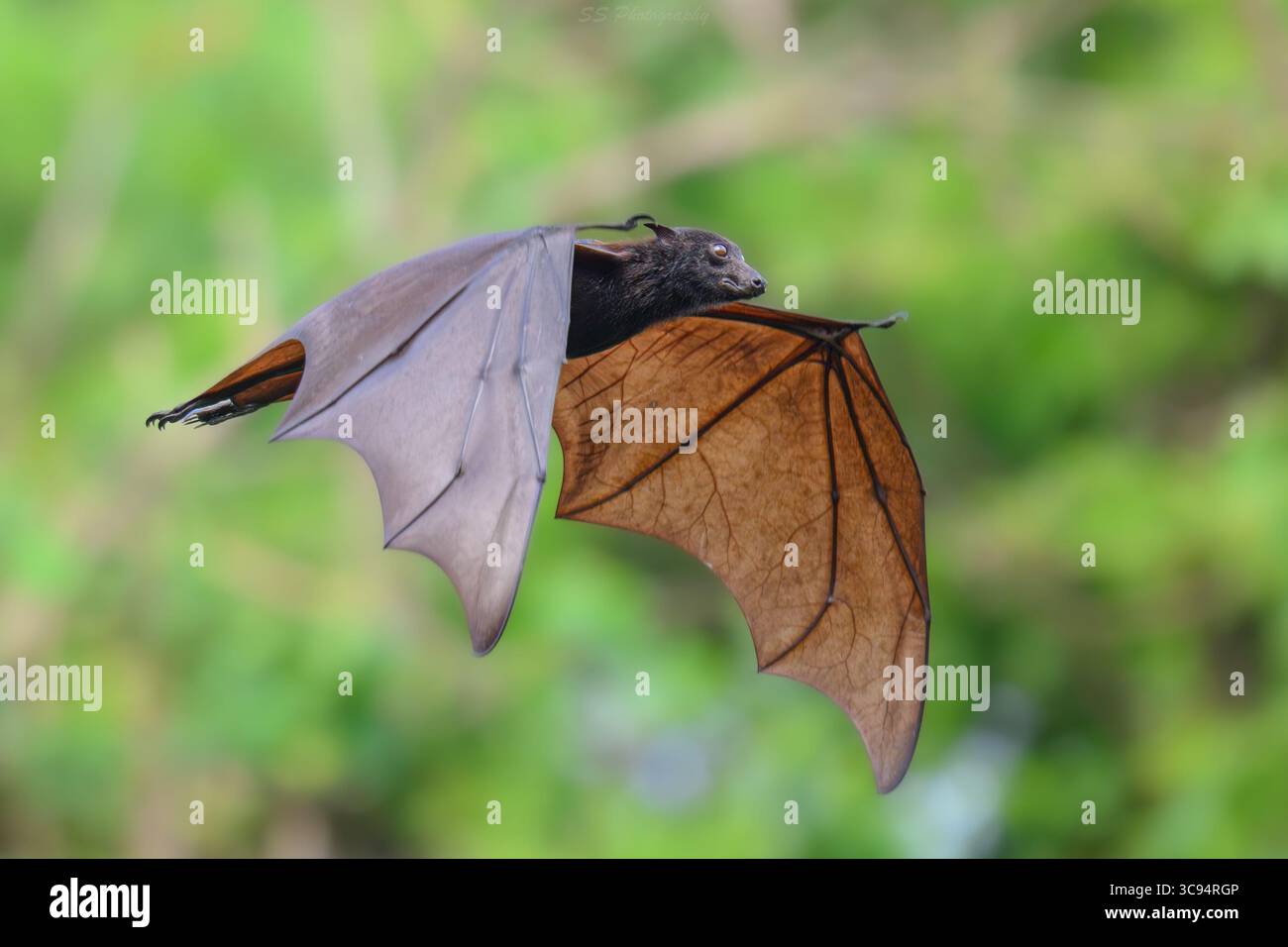 Fruit Bat (Pteropus vampyrus) in flight over Coron, Palawan ...