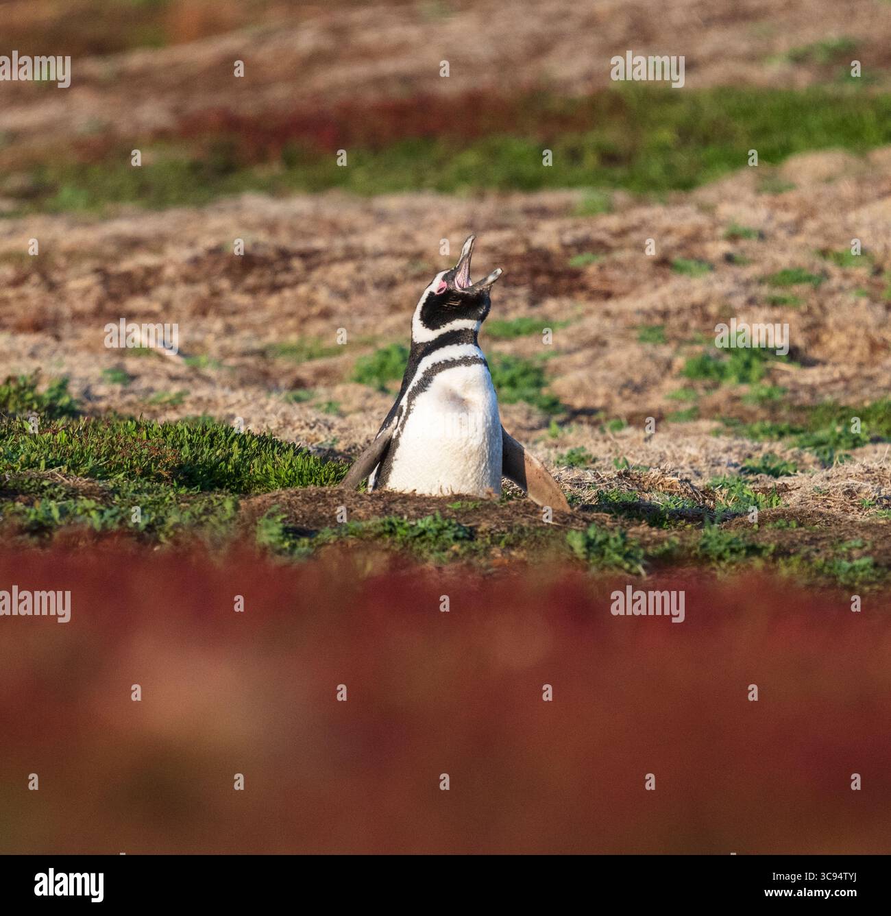 A magellanic penguin honking, New island , Falkland islands Stock Photo ...