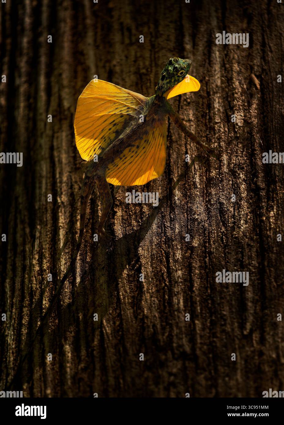 Sulawesi lined gliding lizard Draco spilonotus endemic to Sulawesi, in ...