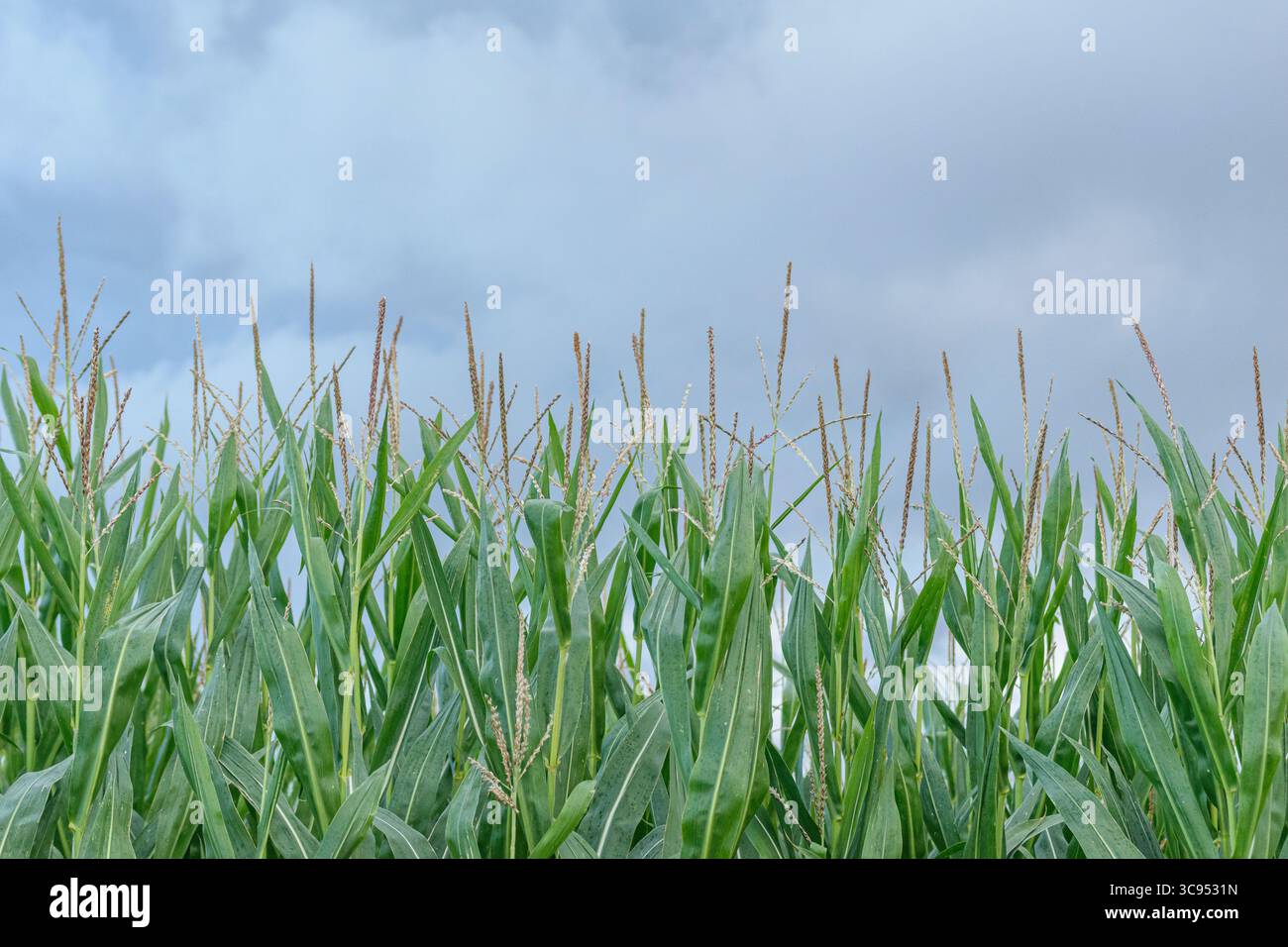 A Close up of Corn Silk on a Growing Cob. Concept The process of plant ...