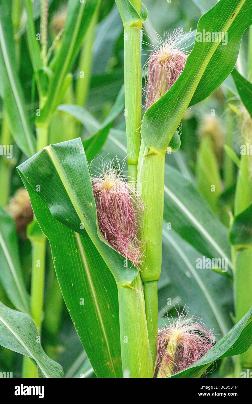 Agricultural pollination image hi-res stock photography and images - Alamy