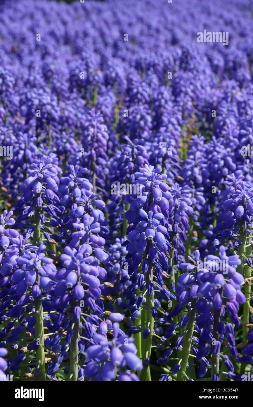 Hyacinths blooming keukenhof netherlands hi-res stock photography and ...
