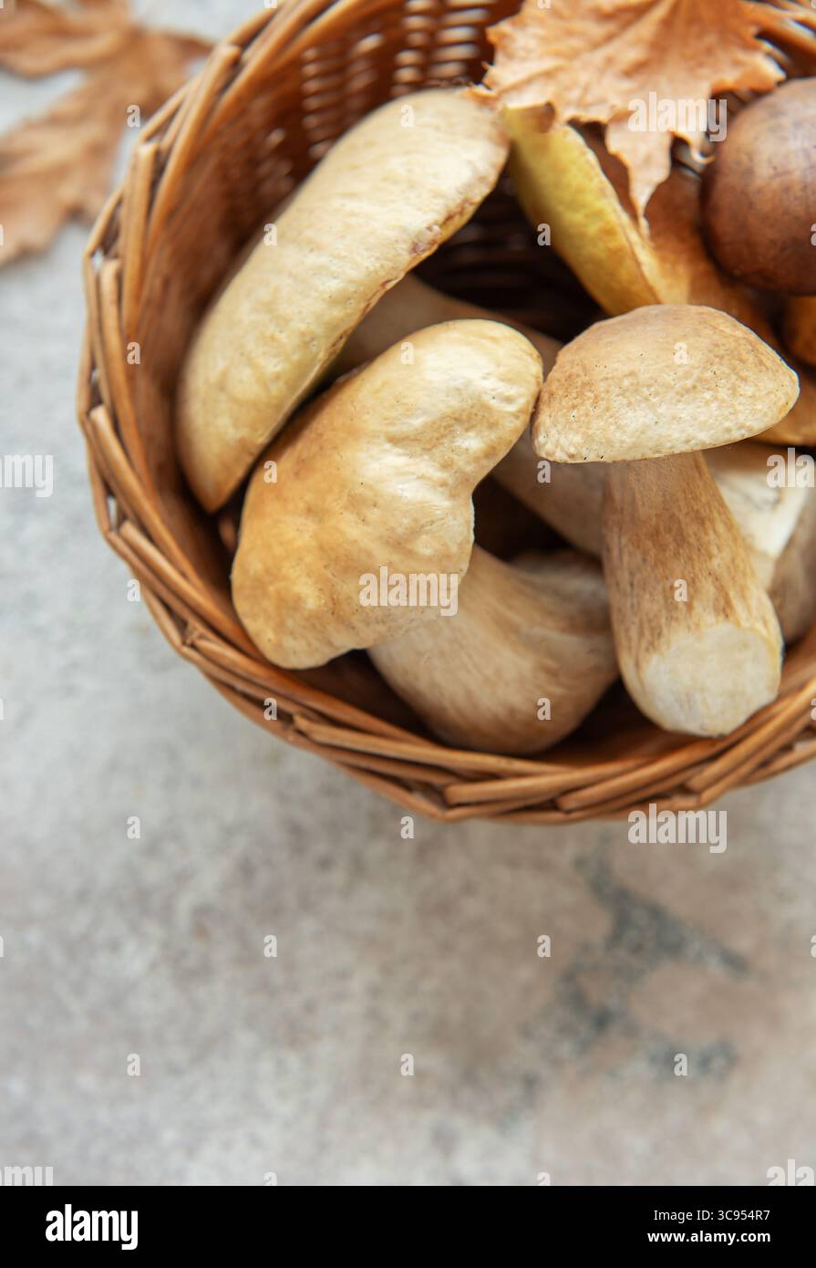 Foraged cep edible mushrooms hi-res stock photography and images - Alamy