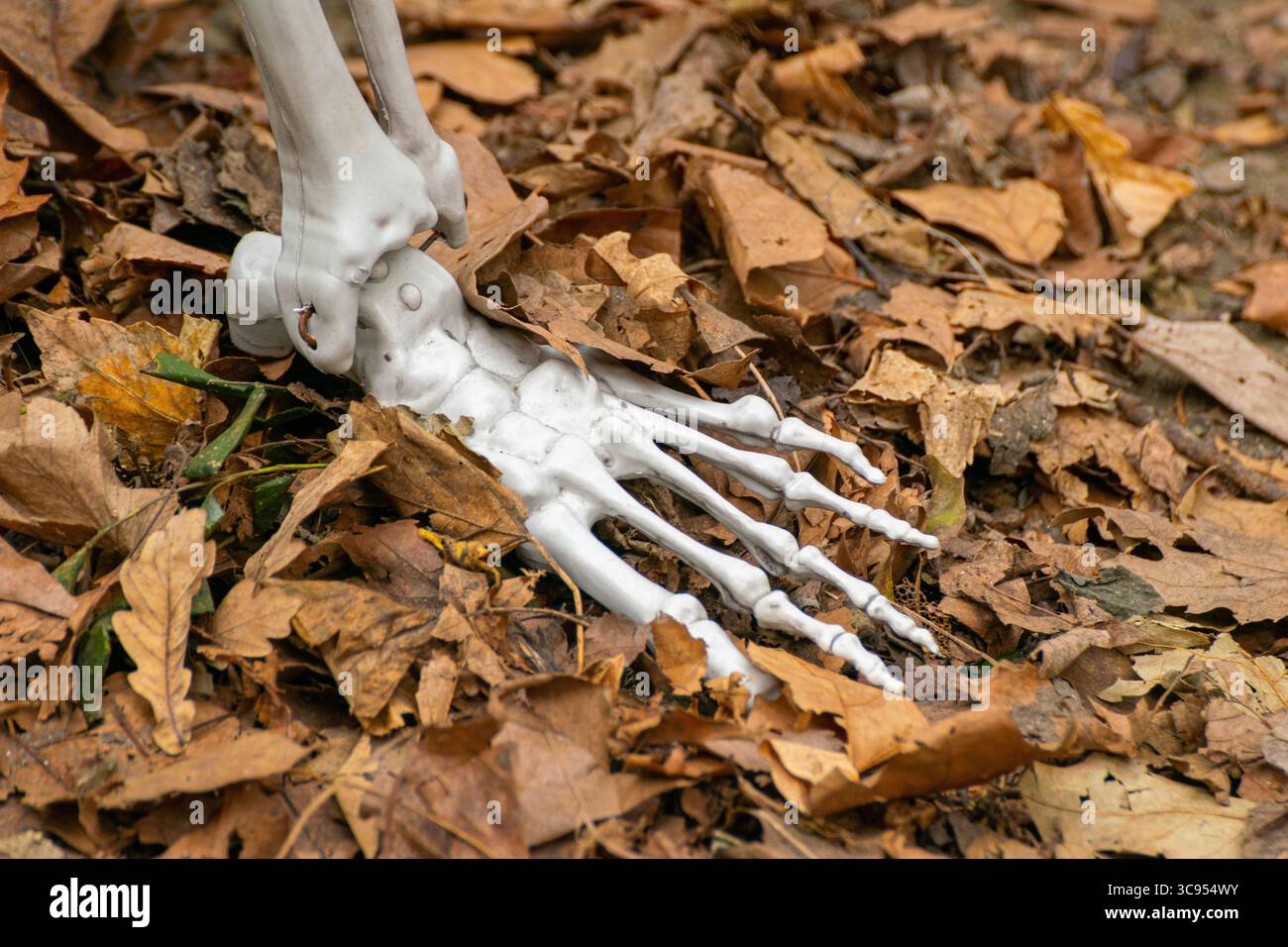 Skeleton foot emerging from autumn leaves, Halloween Horror Stock Photo ...