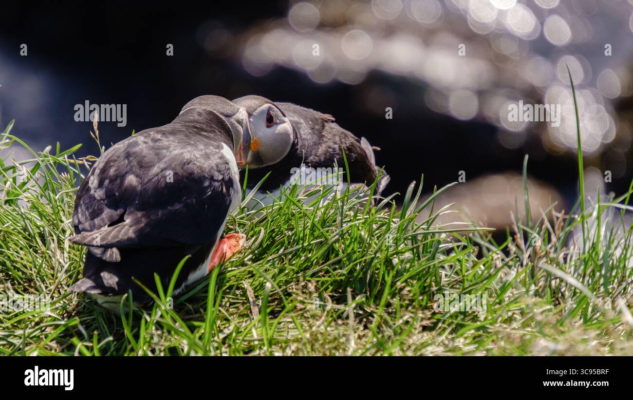 Two adorable puffins display hi-res stock photography and images - Alamy