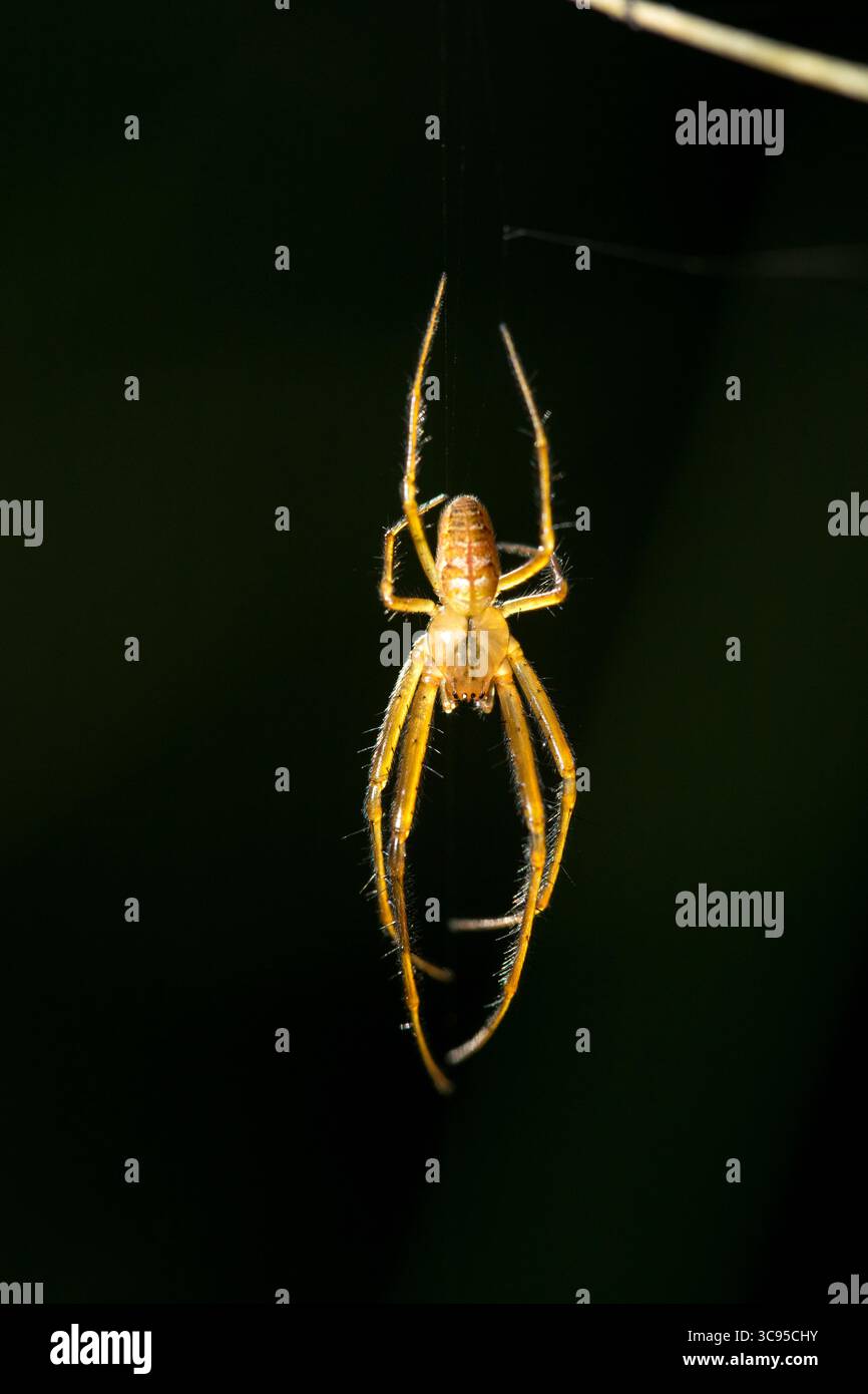 Orange spider in web (Linyphia triangularis) with sun shining through ...