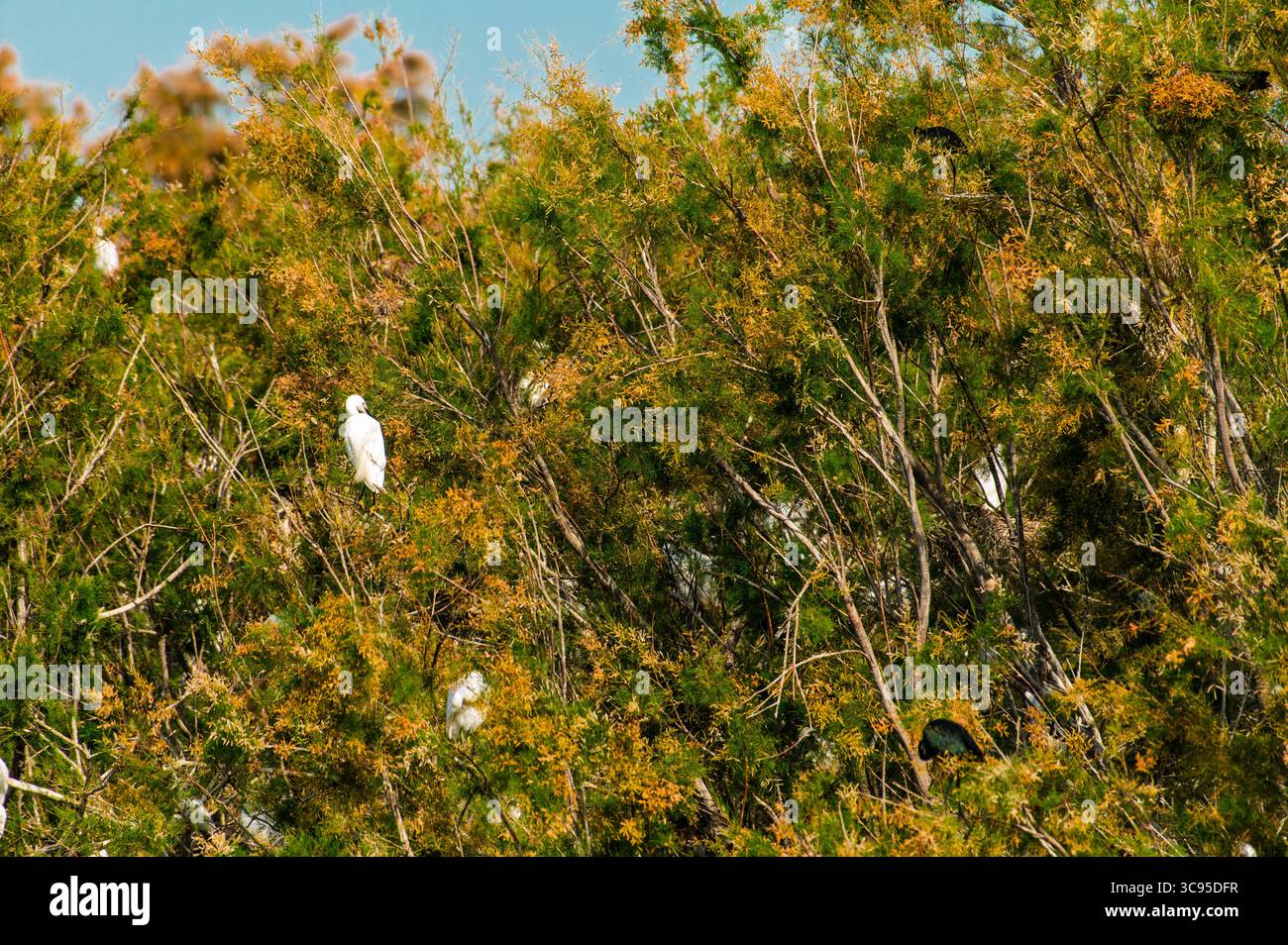 White stork colony in hi-res stock photography and images - Alamy