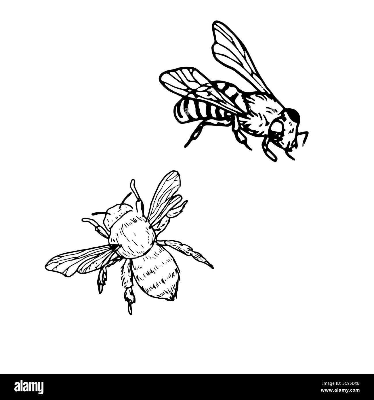 Flies, bumblebees and bees, a set of silhouettes in black and white ...