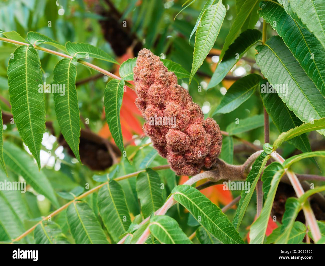Sumac antler hi-res stock photography and images - Alamy