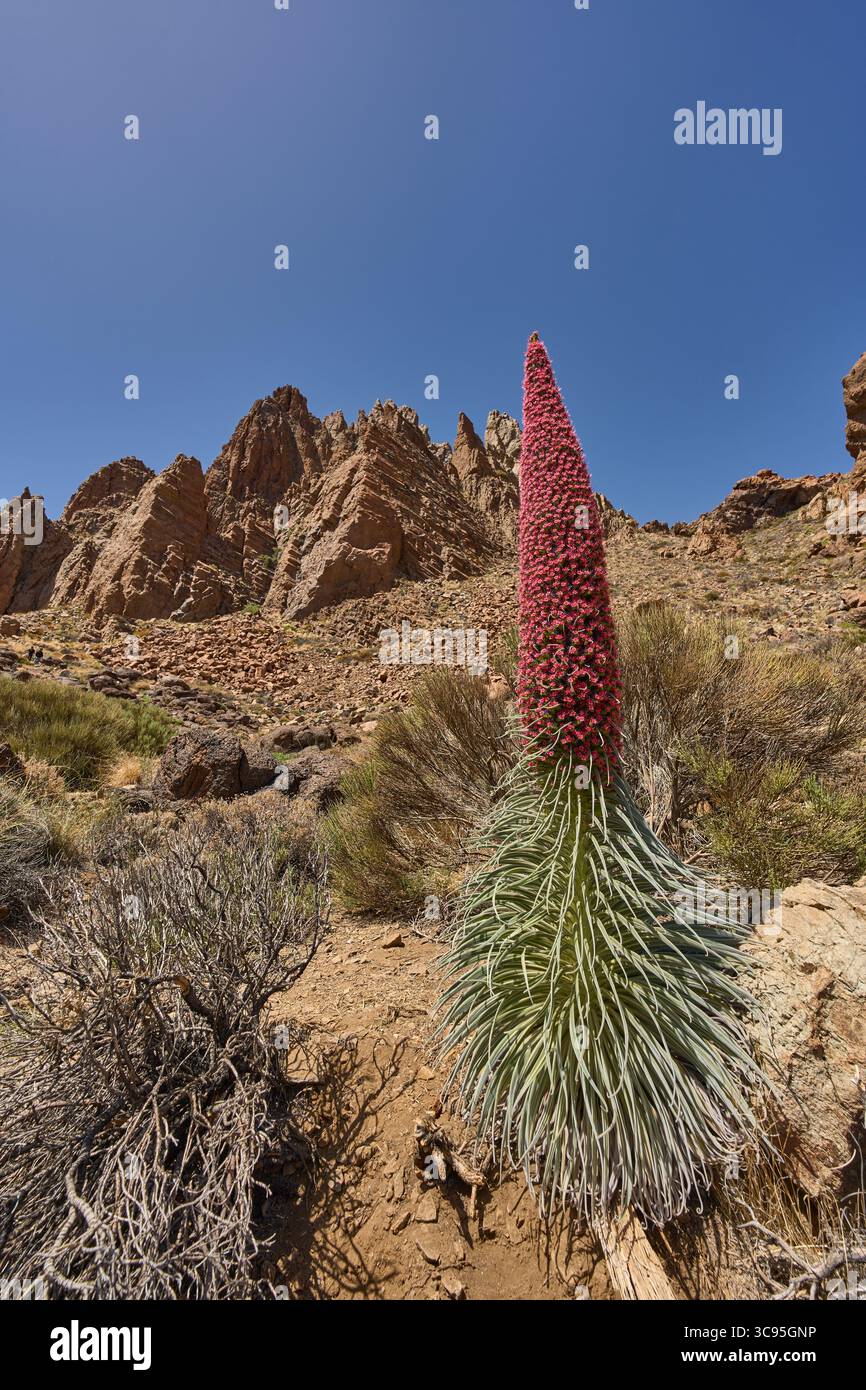 Blooming tajinaste (Echium wildpretii) in front of the jagged volcanic ...
