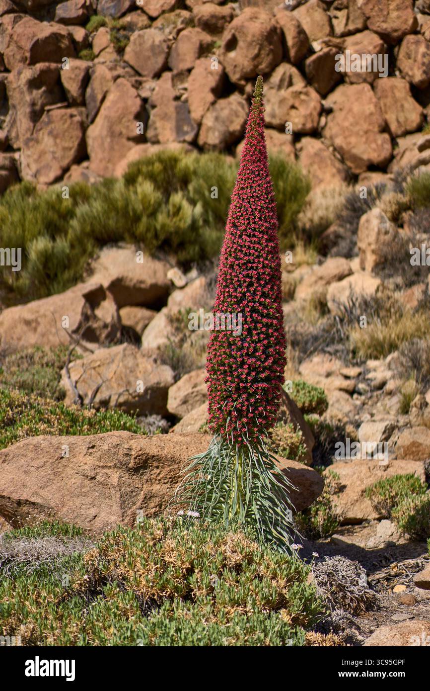 Tajinaste, Tower of jewels (Echium wildpretii) in full bloom rising ...