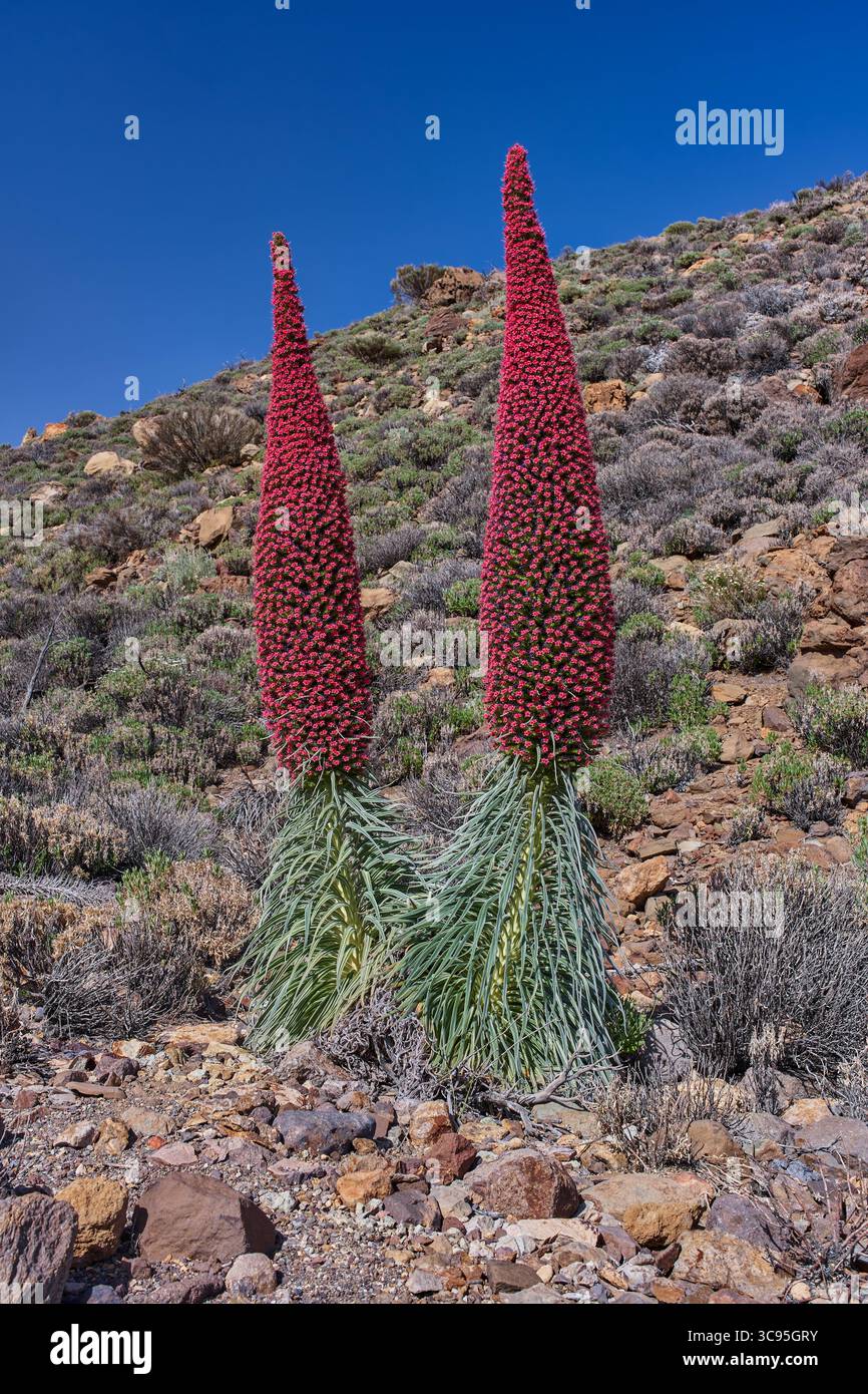 Two blooming tajinaste (Echium wildpretii) plants growing on a dry ...
