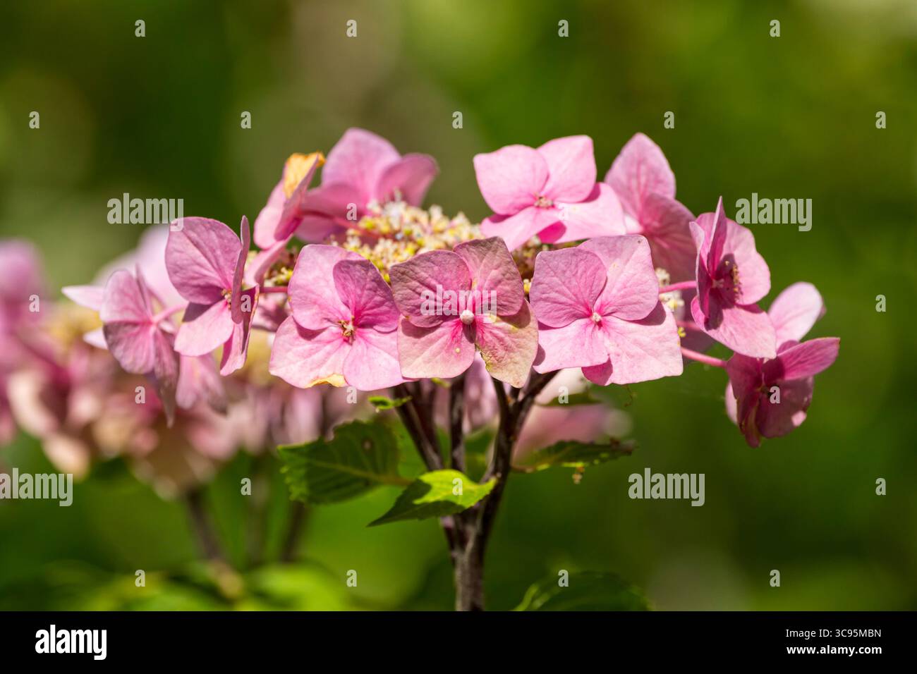 Pink blossom of Hydrangea macrophylla ‘Zorro‘ shrub Stock Photo - Alamy