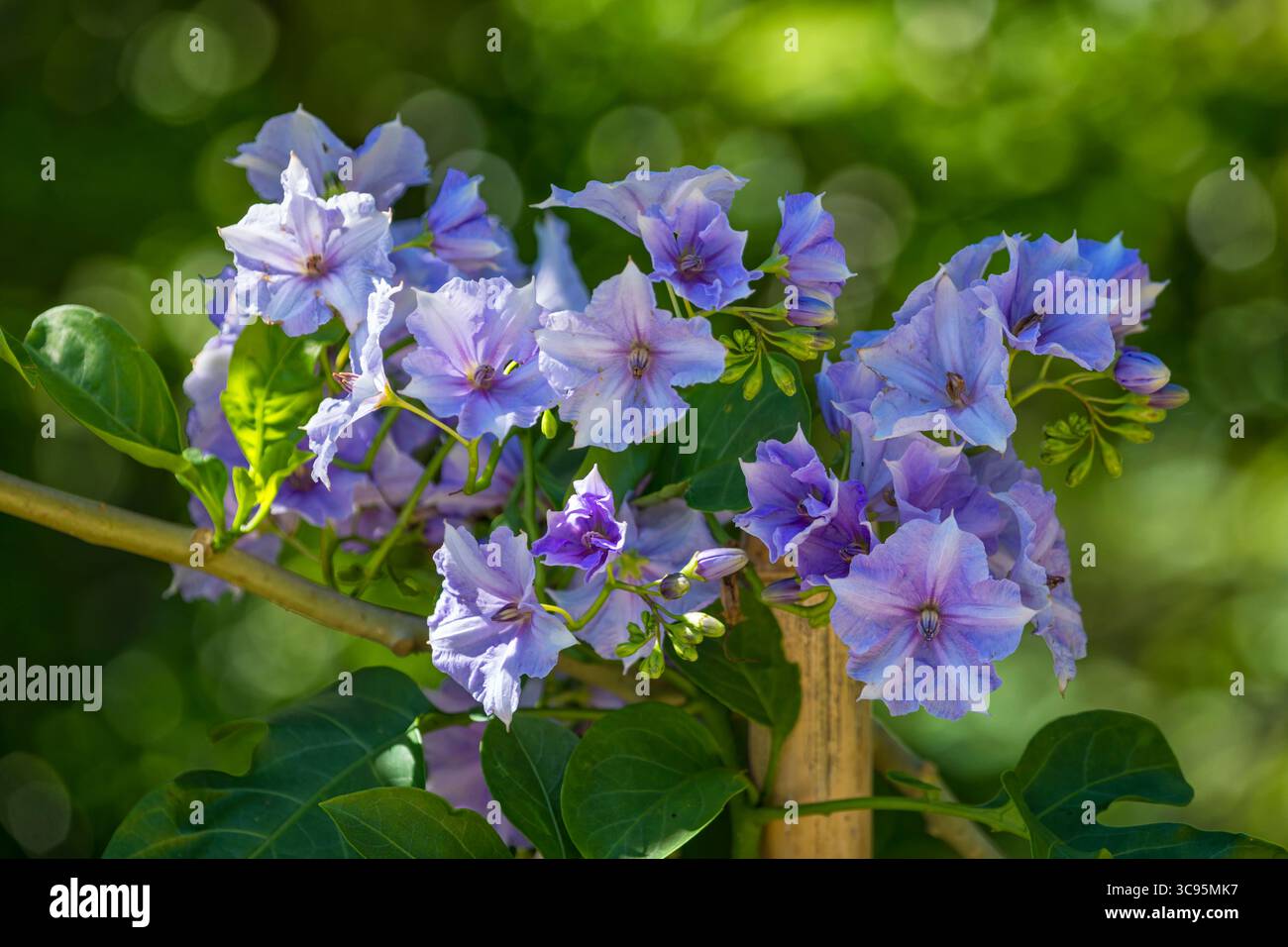 Giant potato creeper hi-res stock photography and images - Alamy