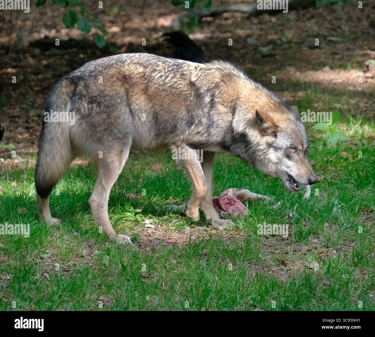 Wolf-Europaeischer Grauwolf in Deutschland in Aktion. Wolf-Grauwolf ...