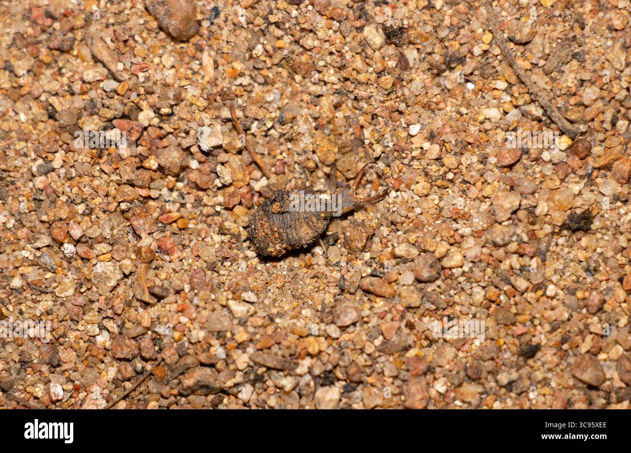 The large larvae of the Ant-Lion is a fearsome predator of ants and ...