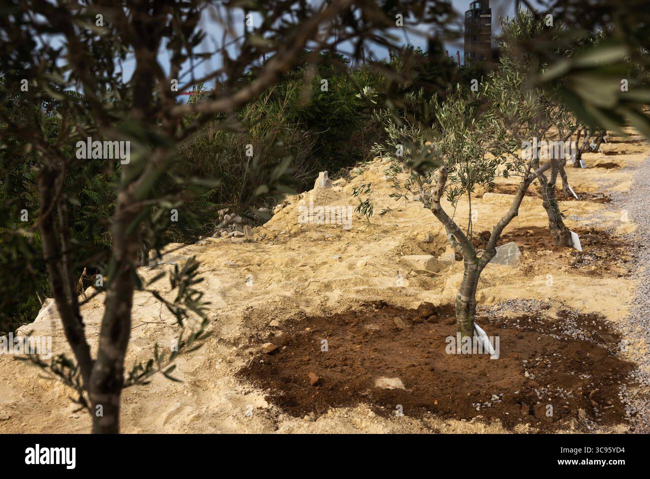 August 4, 2025, Beirut, Beirut, Lebanon: Olive trees have plaques with ...