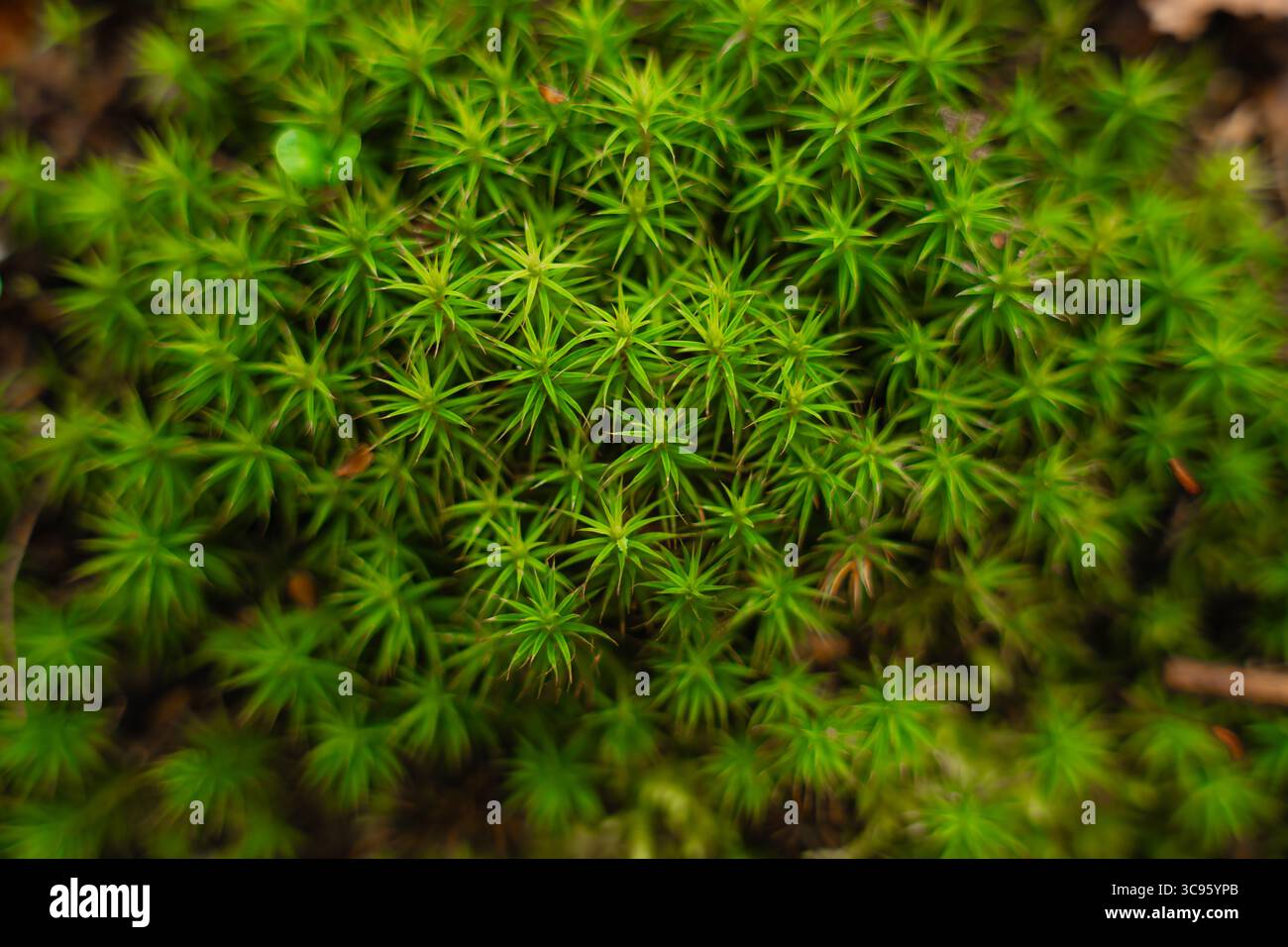Close-up of vibrant green moss in forest - natural texture and pattern ...