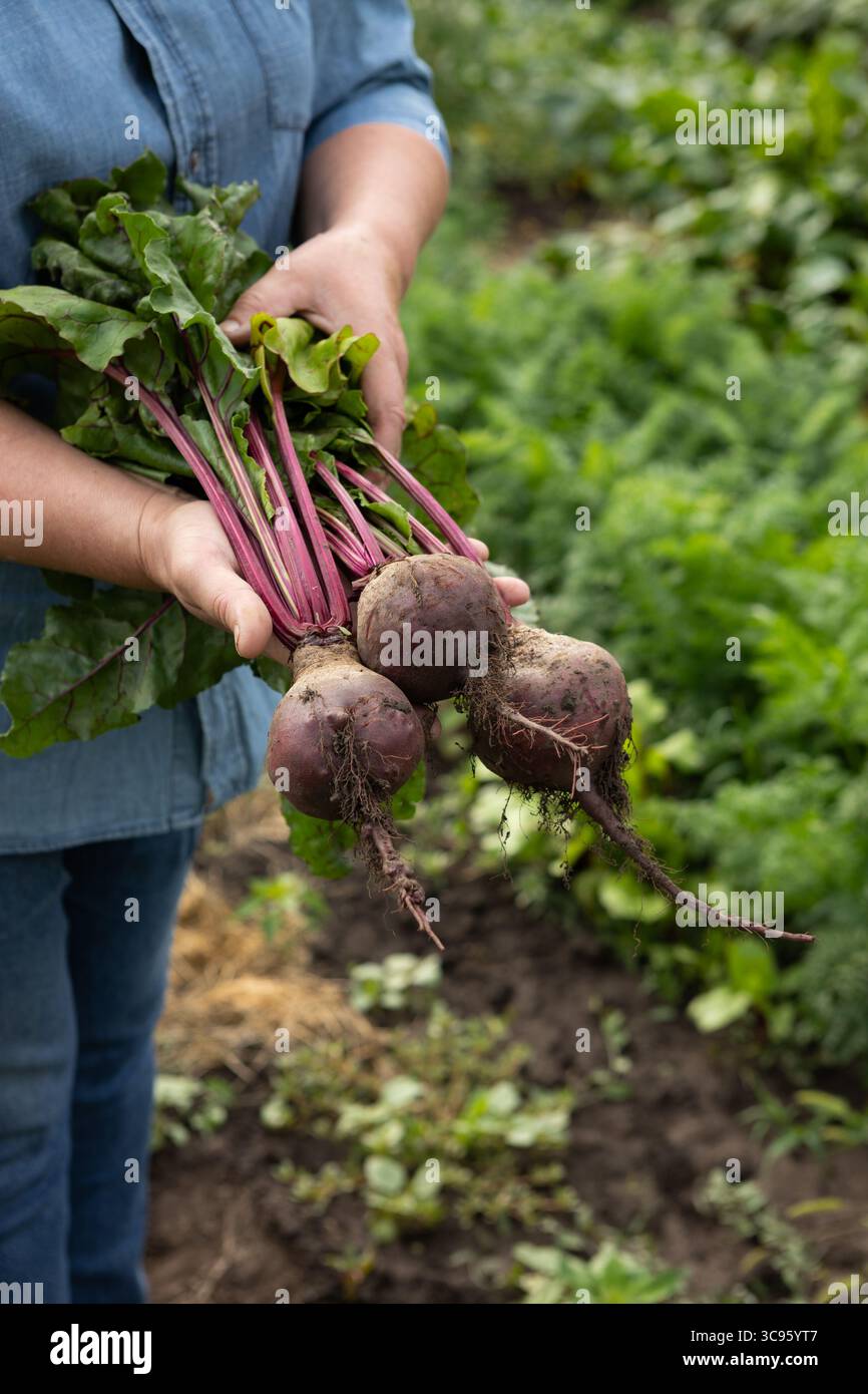 Harvesting beets holding organic hi-res stock photography and images ...