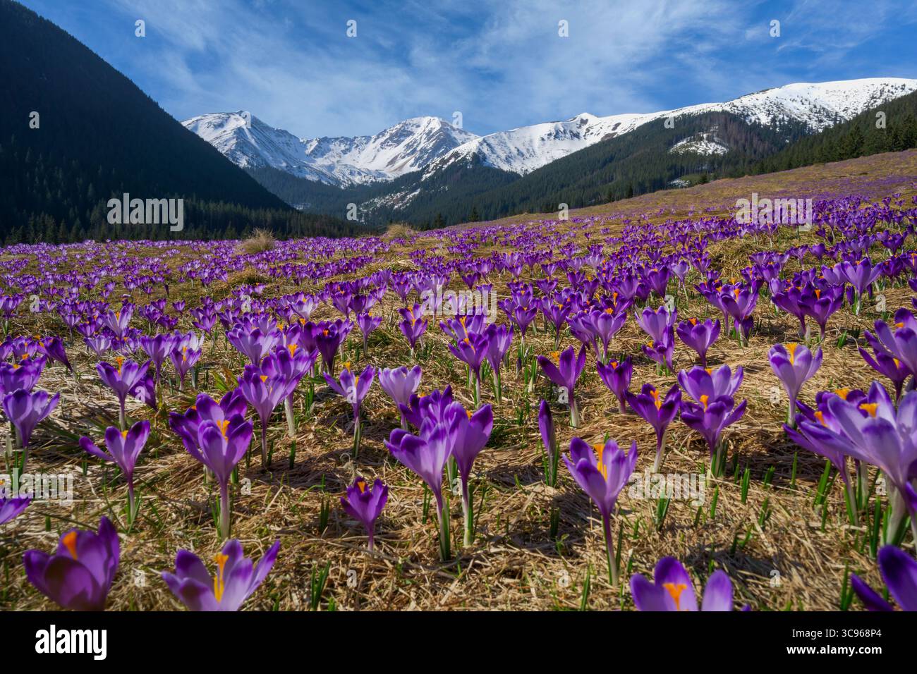Purple crocus field blue hi-res stock photography and images - Alamy